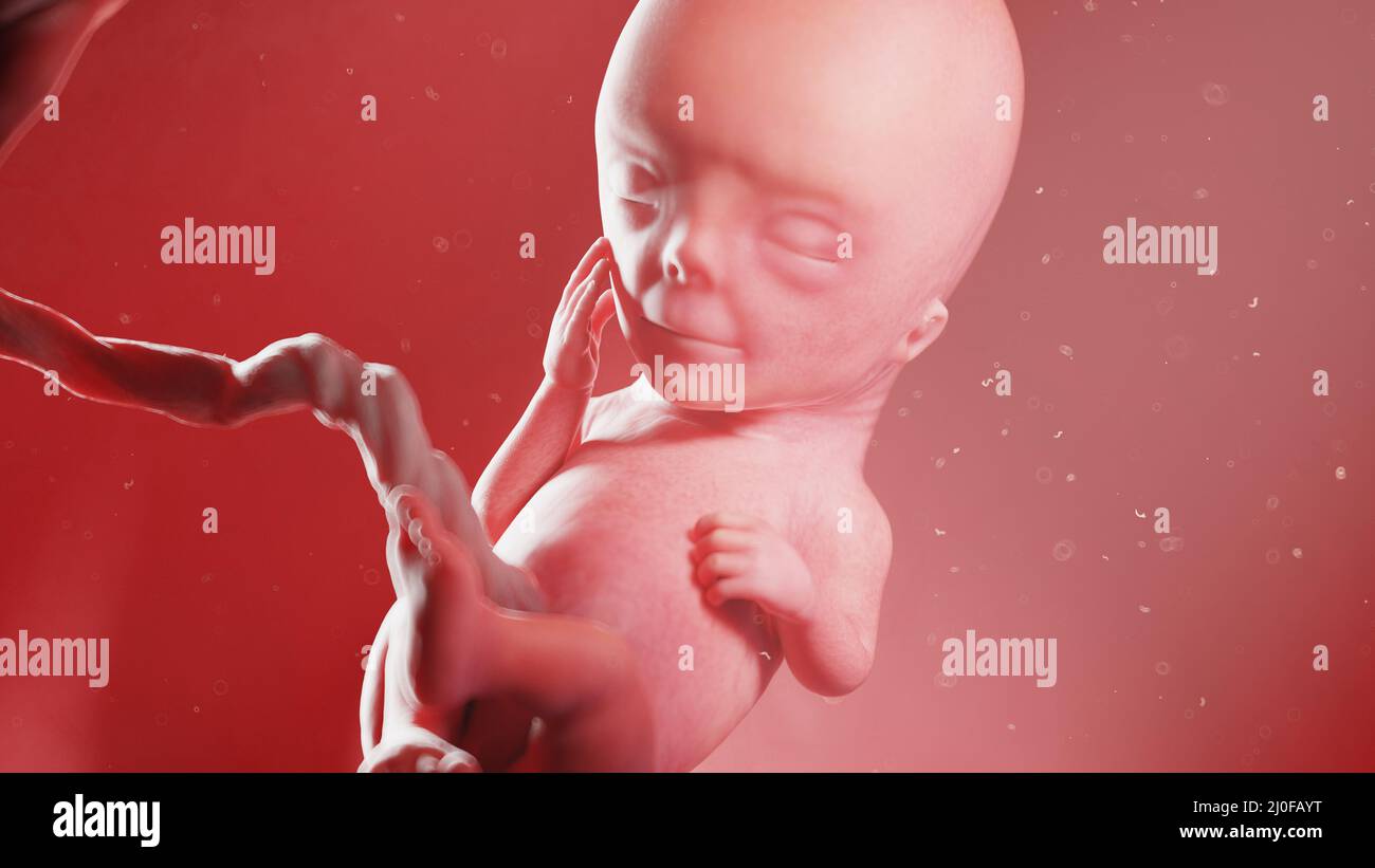 12 week fetus hi-res stock photography and images - Alamy