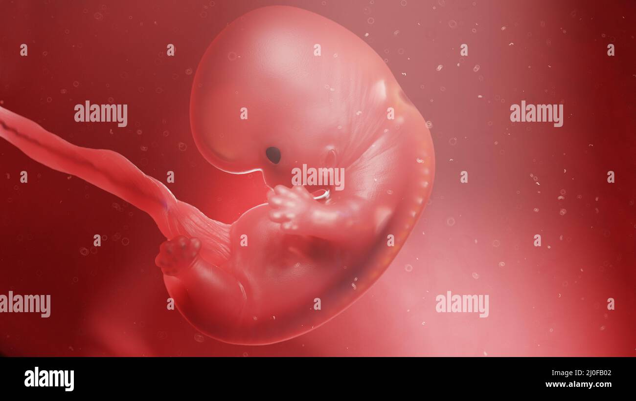 Human embryo at week 8, illustration Stock Photo - Alamy