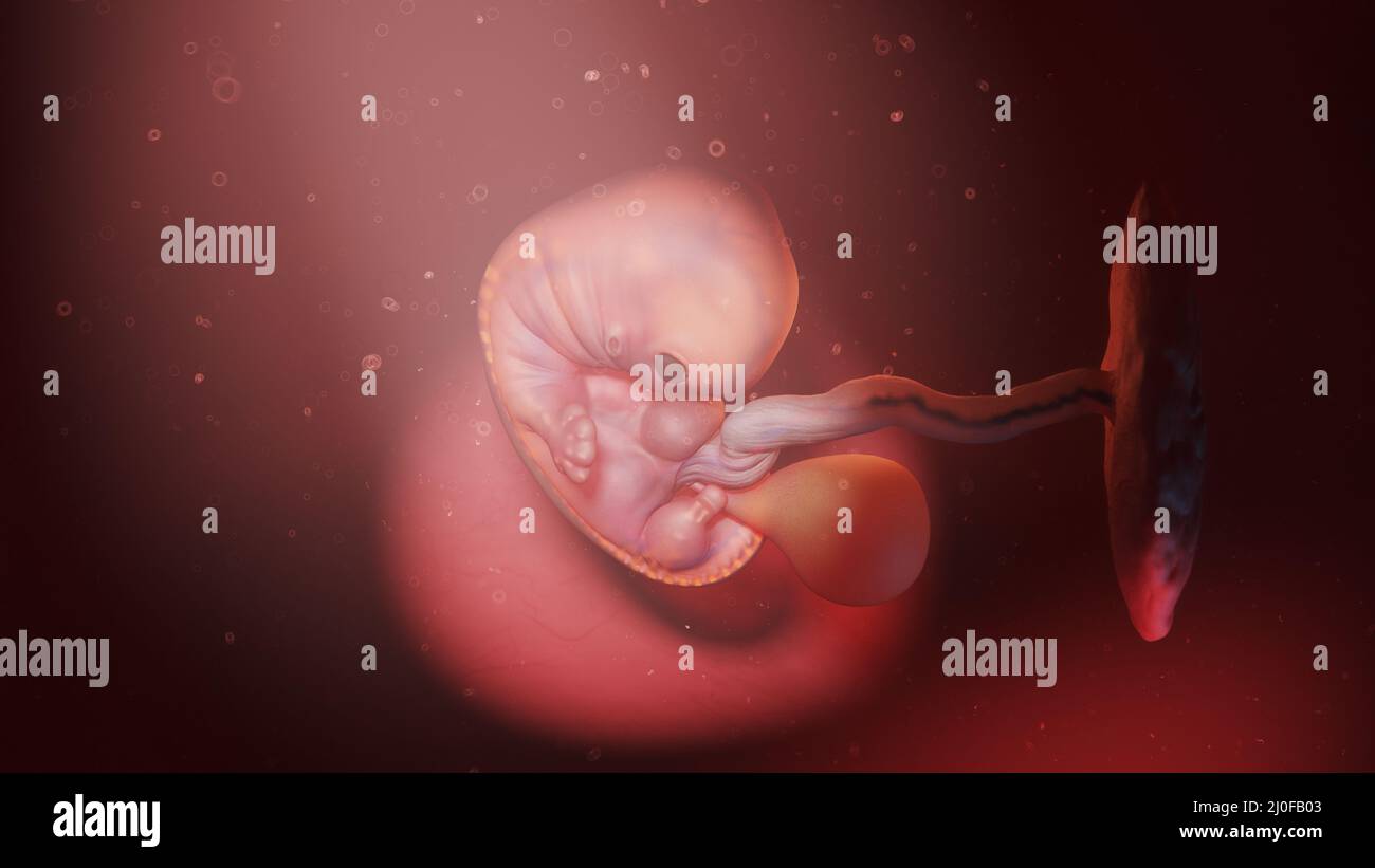 Human embryo at week 7, illustration Stock Photo - Alamy