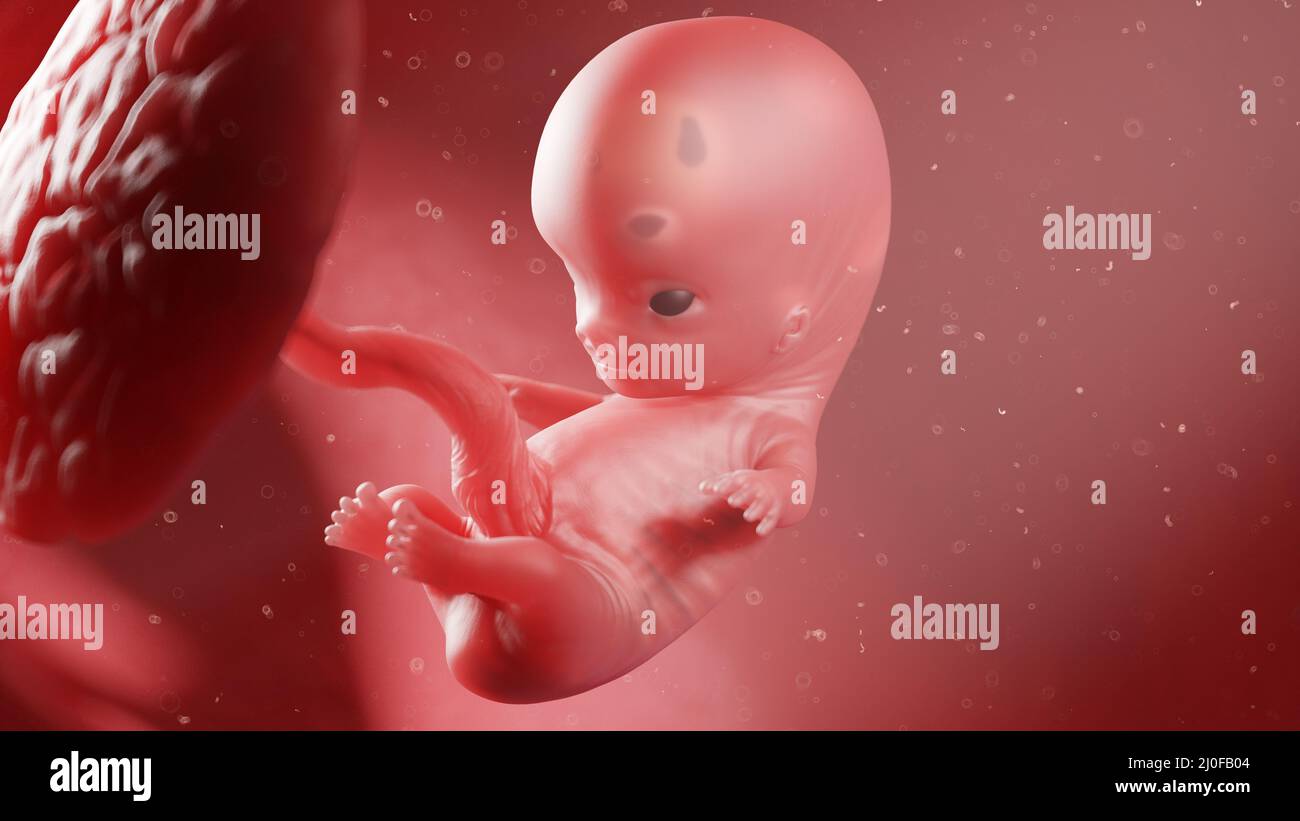 Human fetus at week 9, illustration Stock Photo - Alamy