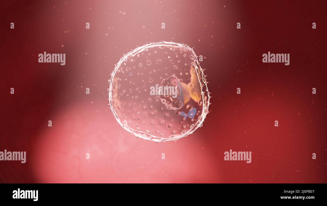 Human embryo at week 2, illustration Stock Photo - Alamy