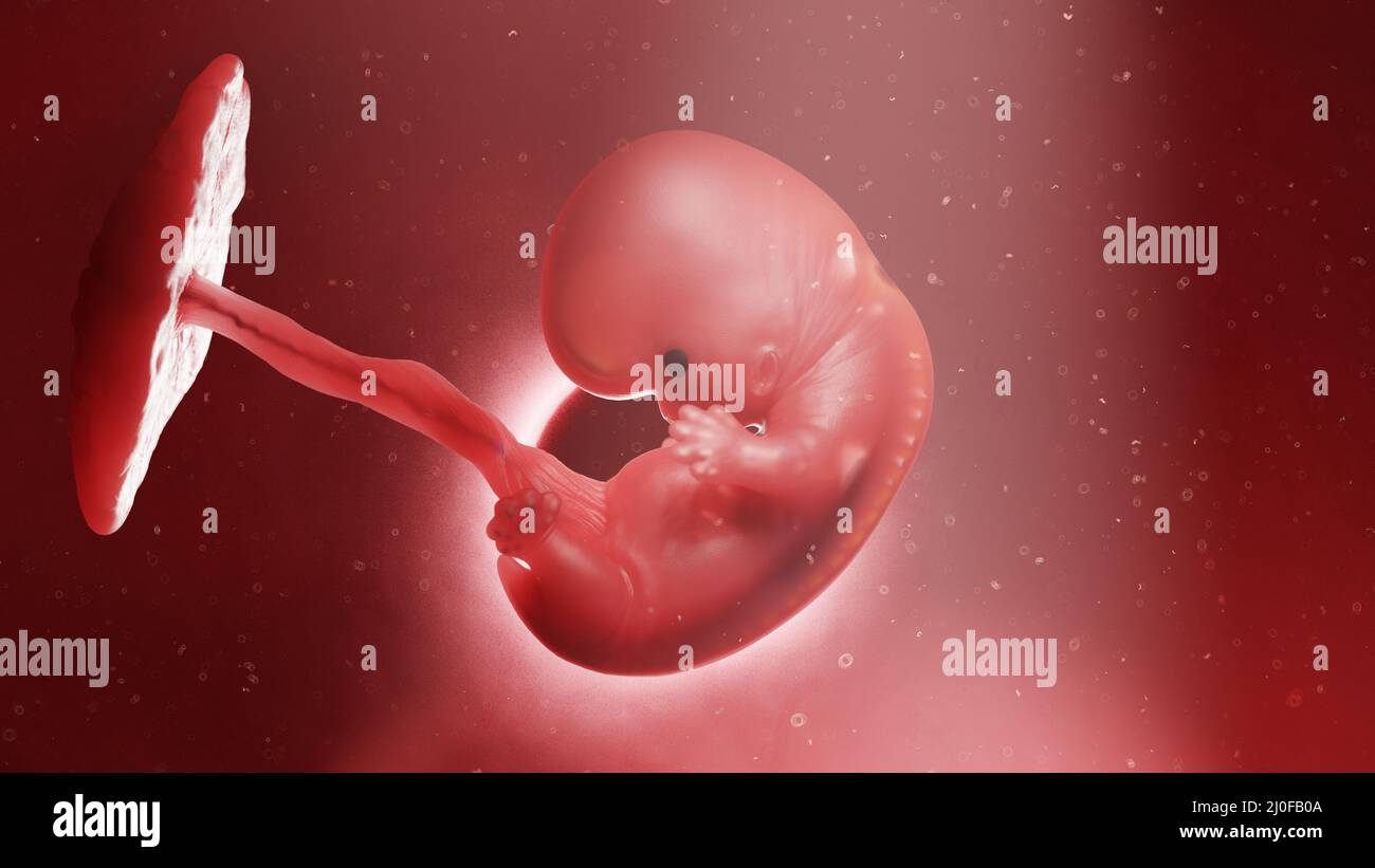 Human embryo at week 8, illustration Stock Photo - Alamy