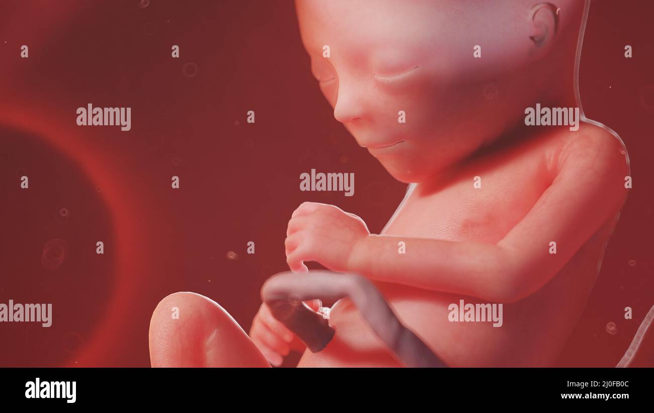 Human fetus at week 17, illustration Stock Photo - Alamy