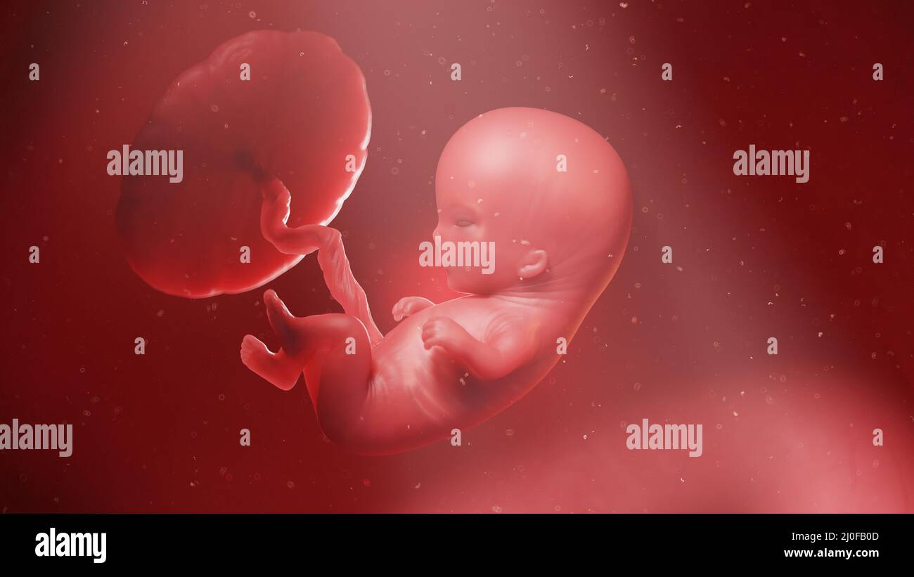 11 week fetus hi-res stock photography and images - Alamy