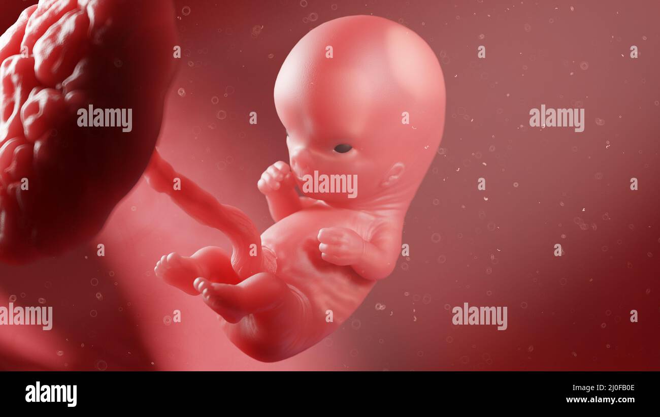Human fetus at week 10, illustration Stock Photo - Alamy