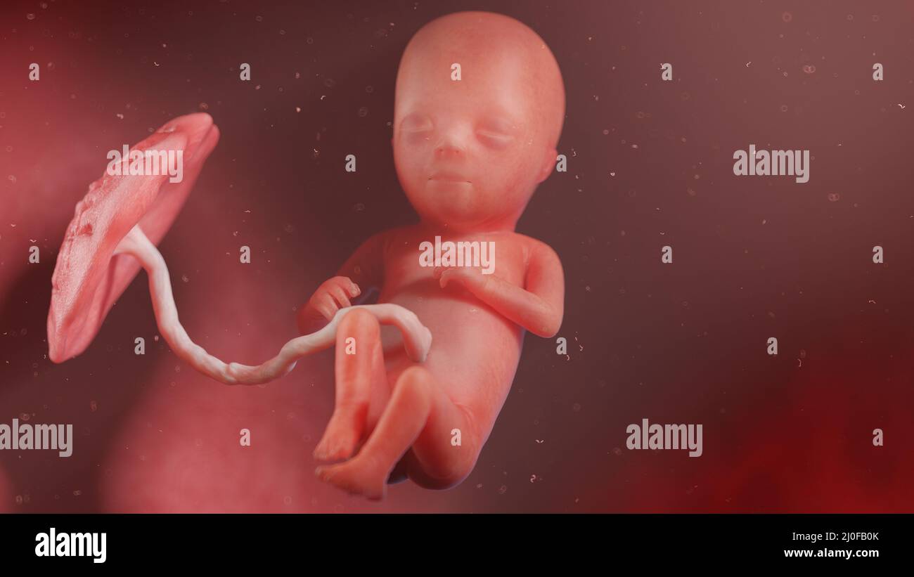 15 week human fetus hi-res stock photography and images - Alamy