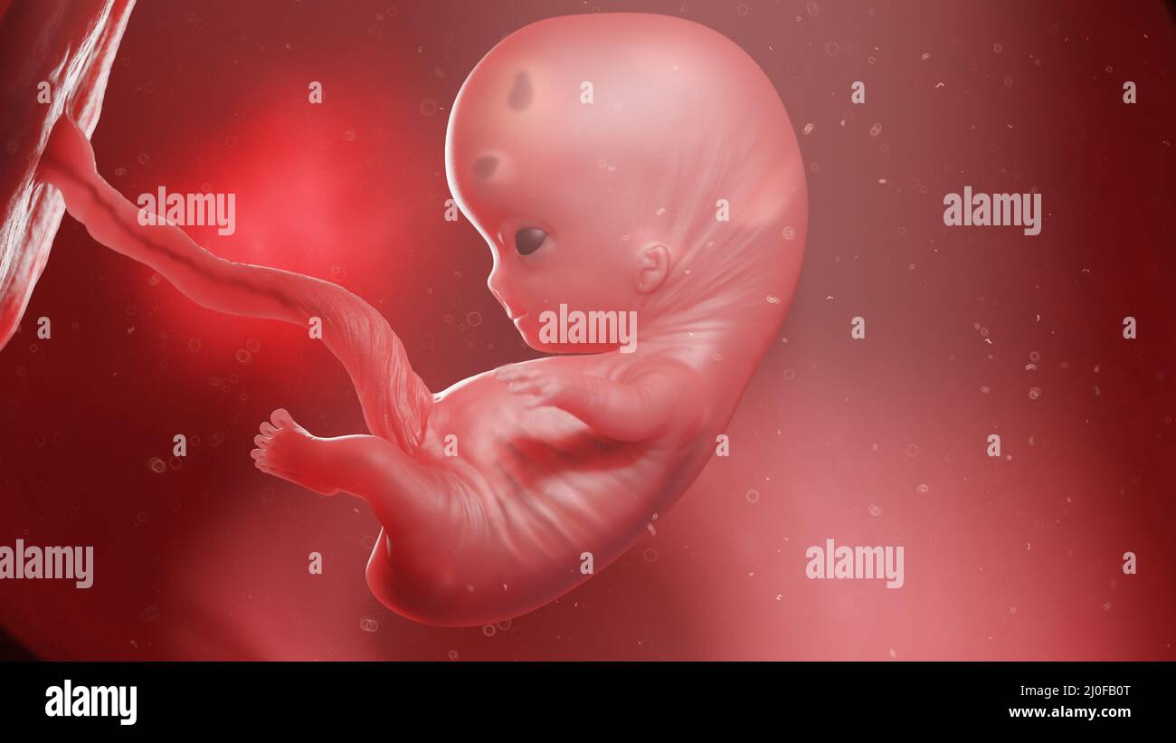 Fetal development (week 9) hi-res stock photography and images - Alamy