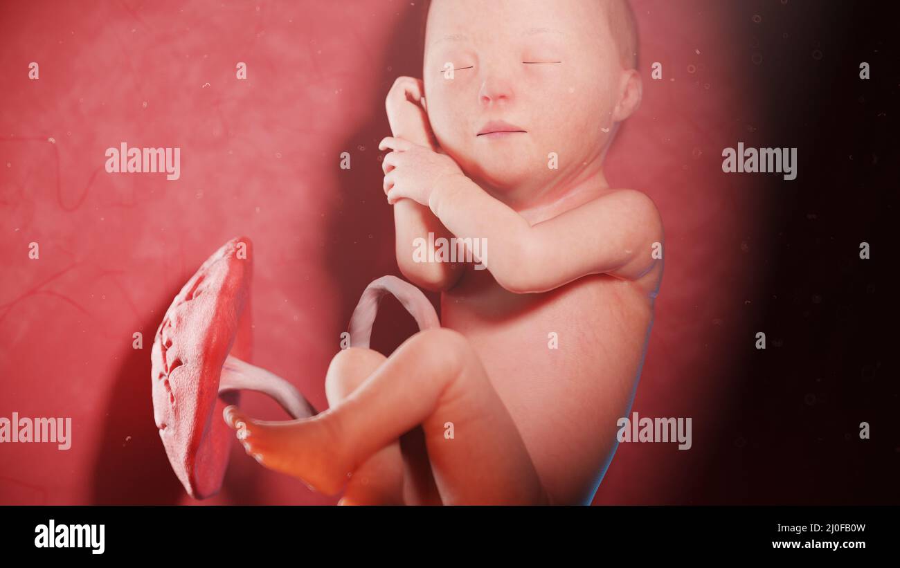 29 fetal development hi-res stock photography and images - Alamy
