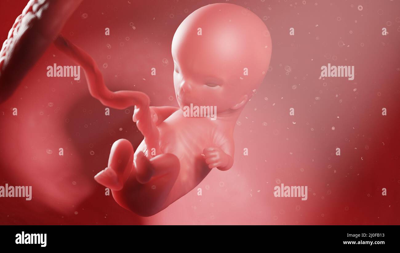 Human fetus at week 11, illustration Stock Photo - Alamy