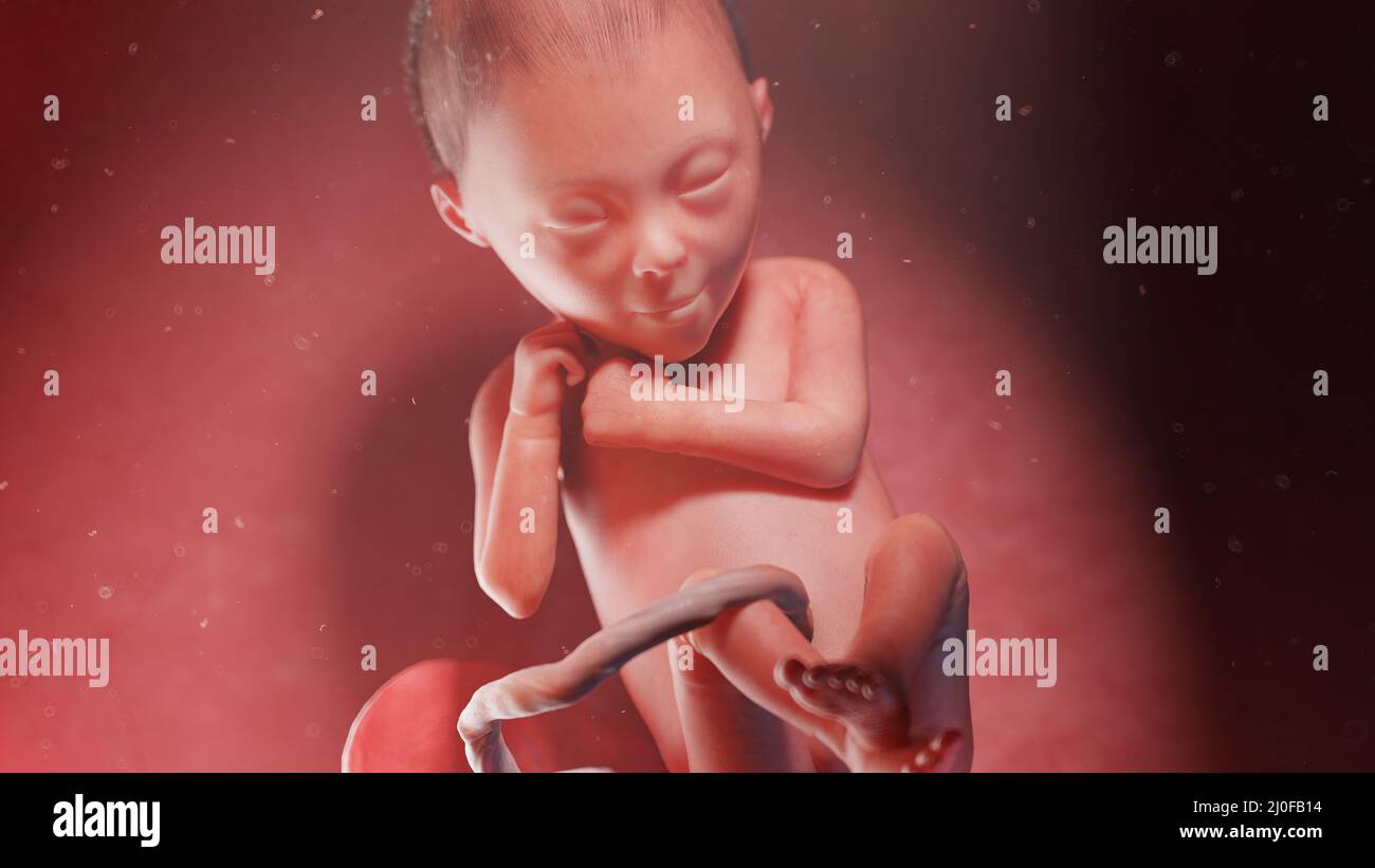 Human fetus at week 24 hi-res stock photography and images - Alamy