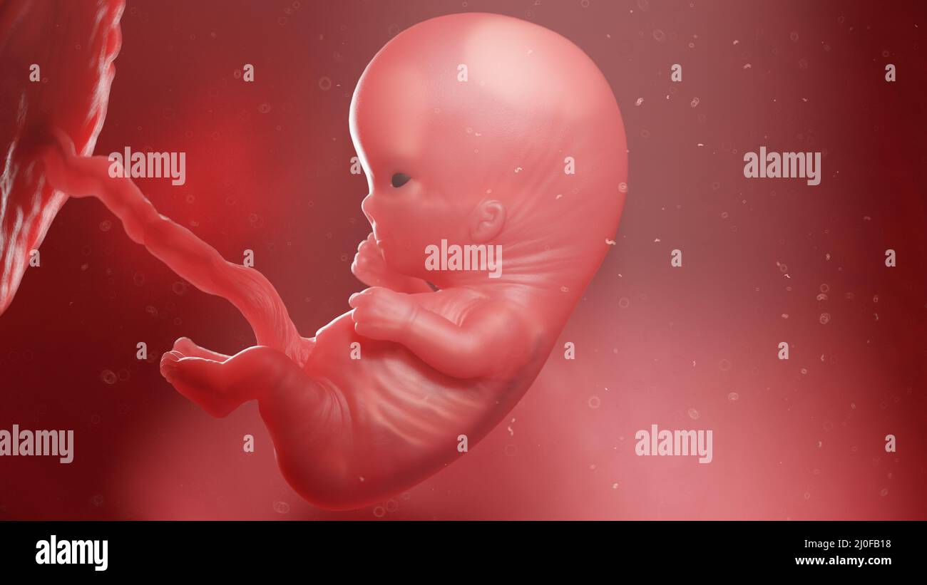 Human fetus at week 10, illustration Stock Photo - Alamy