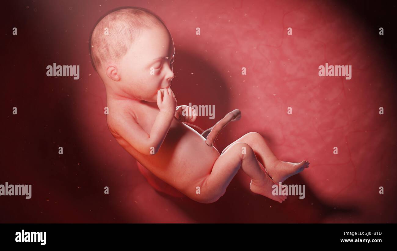 28 week fetus hi-res stock photography and images - Alamy