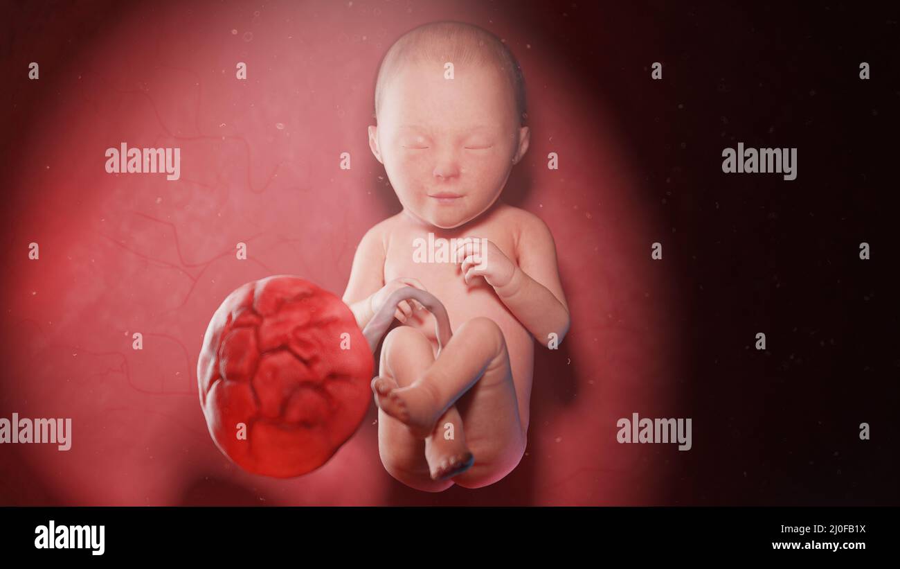 Week 30 fetal development hi-res stock photography and images - Alamy