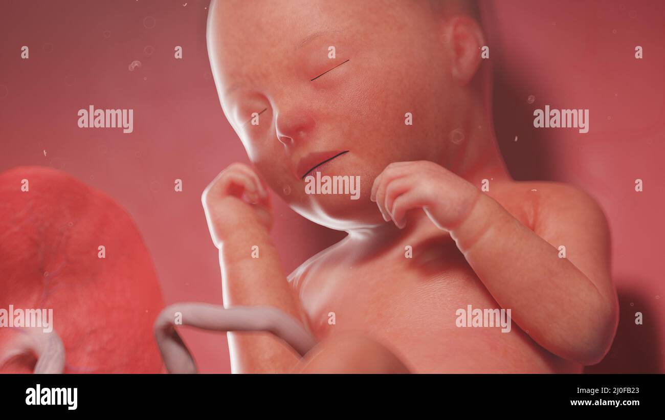 Pregnancy week 33 hi-res stock photography and images - Alamy