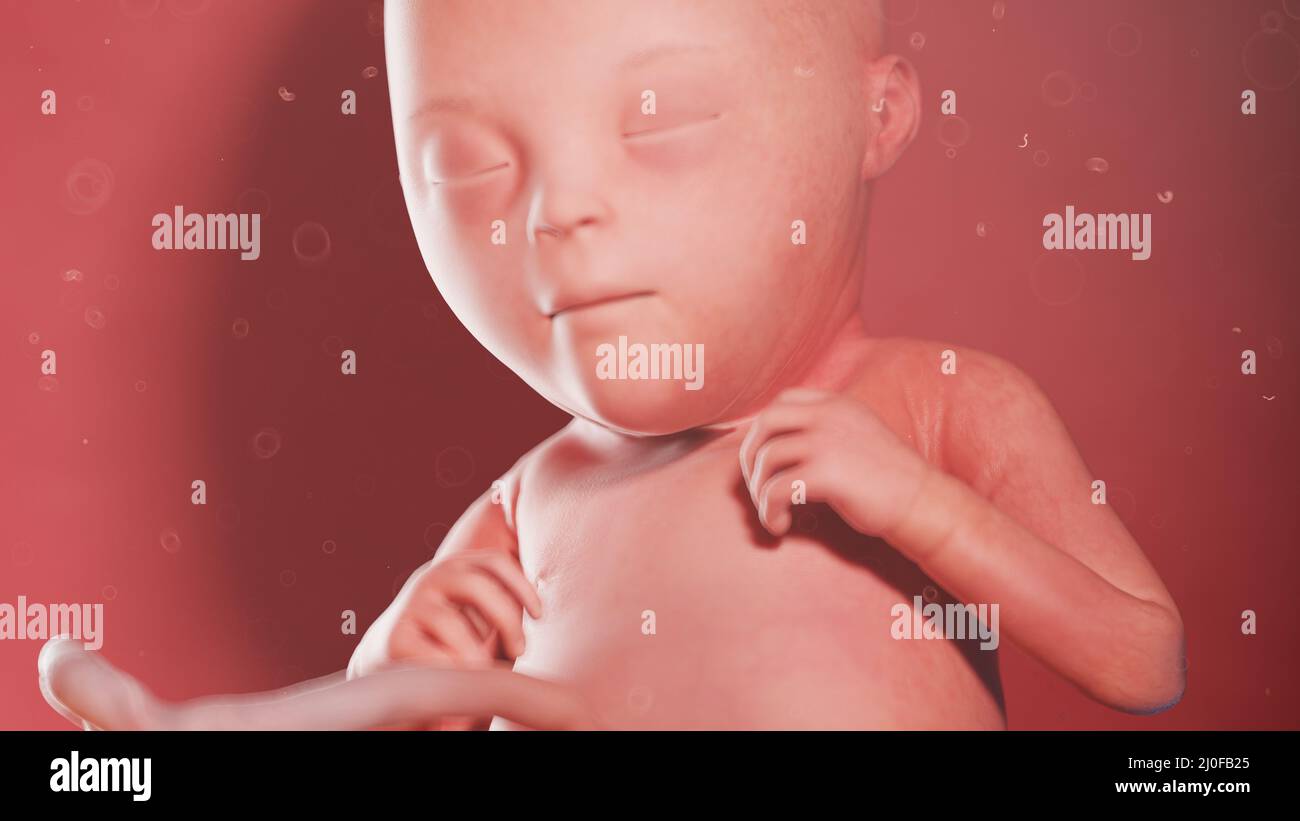 Human fetus at week 22, illustration Stock Photo - Alamy