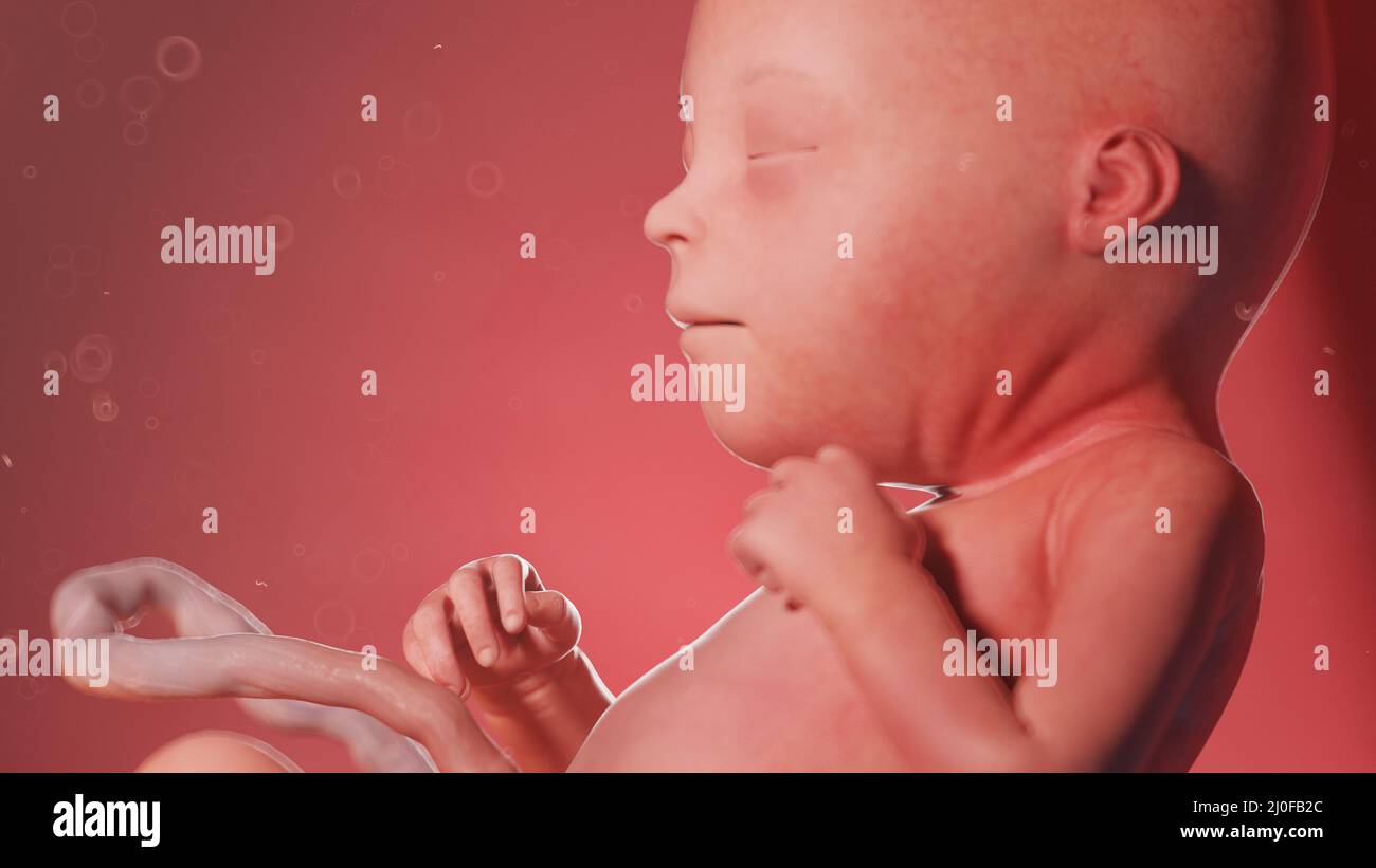 Human fetus at week 22, illustration Stock Photo - Alamy