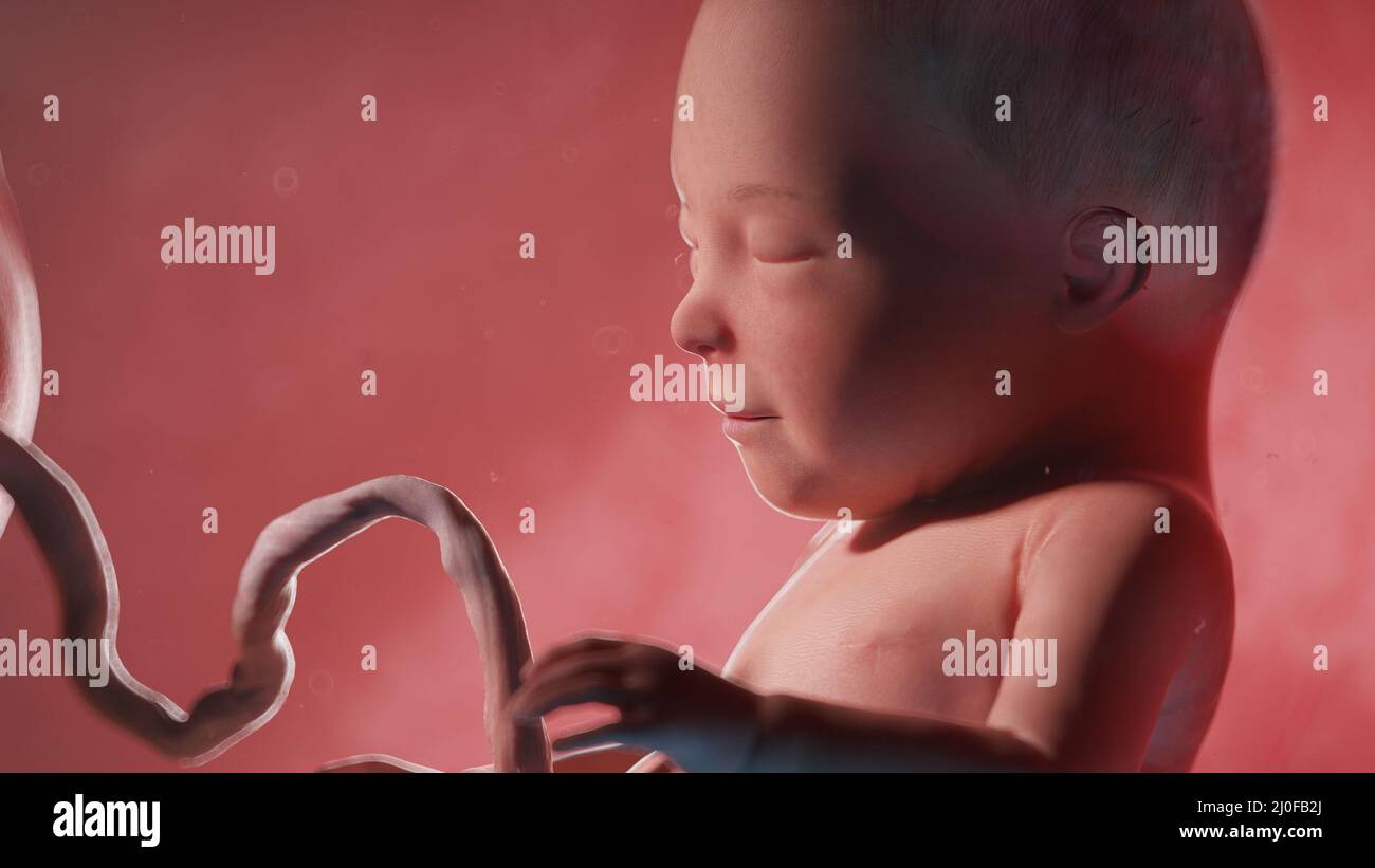 31 week fetus hi-res stock photography and images - Alamy