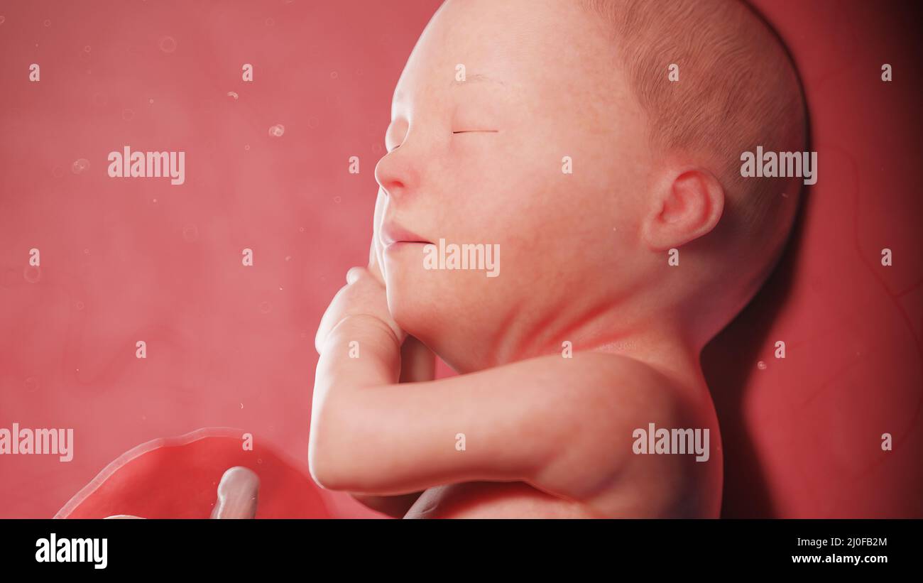 Human fetus at week 29, illustration Stock Photo - Alamy