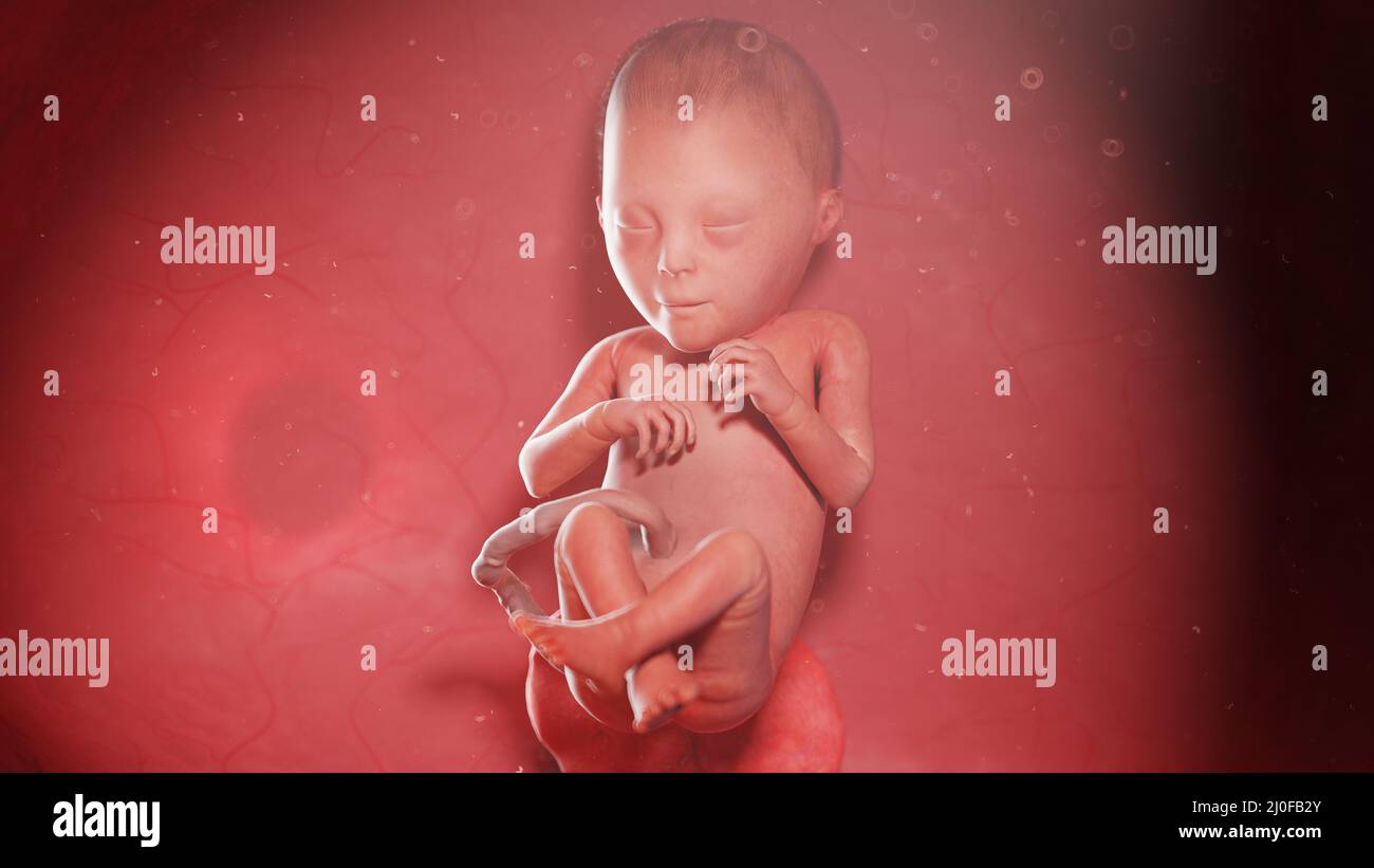 Fetus 23 week hi-res stock photography and images - Alamy
