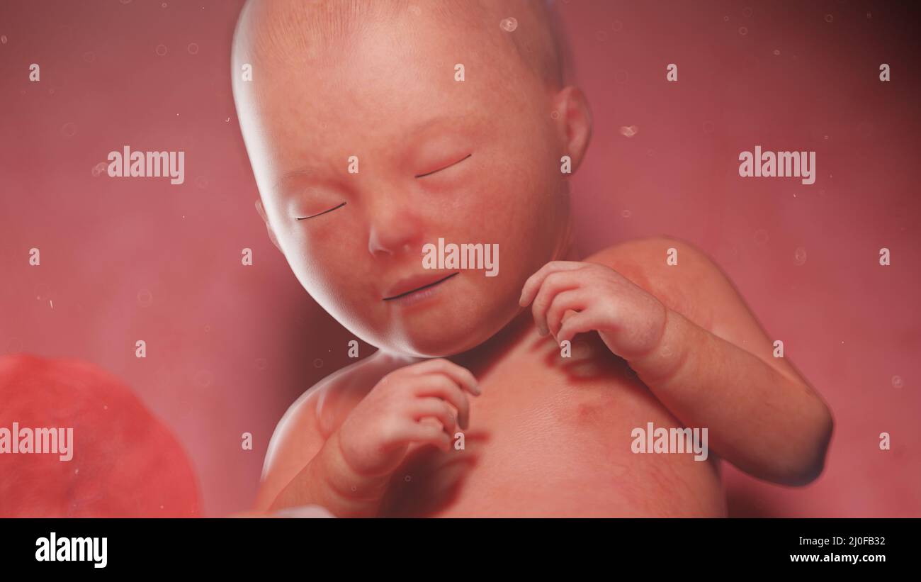 32 week fetus hi-res stock photography and images - Alamy