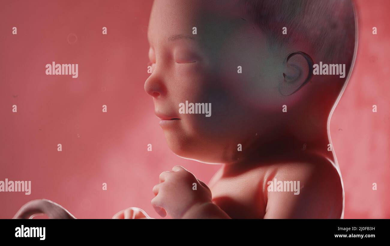 Week 30 fetal development hi-res stock photography and images - Alamy