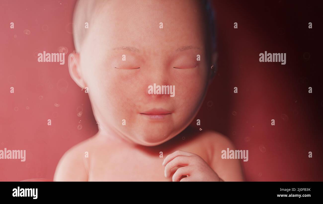 Human fetus at week 30, illustration Stock Photo - Alamy