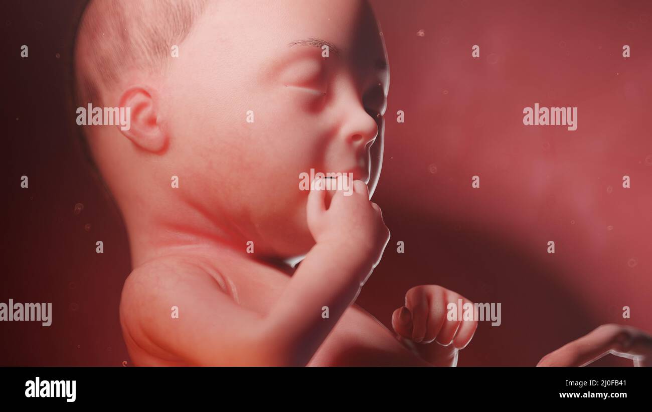 Human fetus at week 28, illustration Stock Photo - Alamy