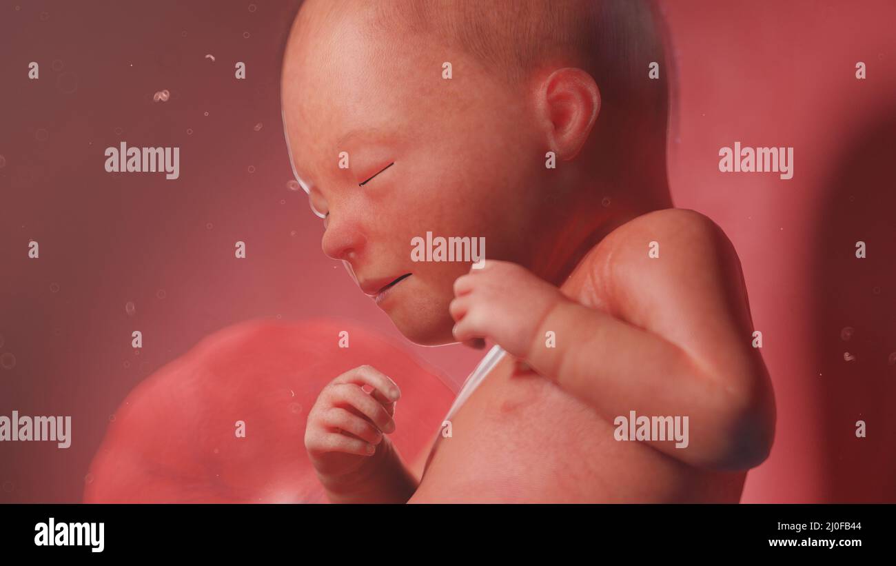 32 week fetus hi-res stock photography and images - Alamy