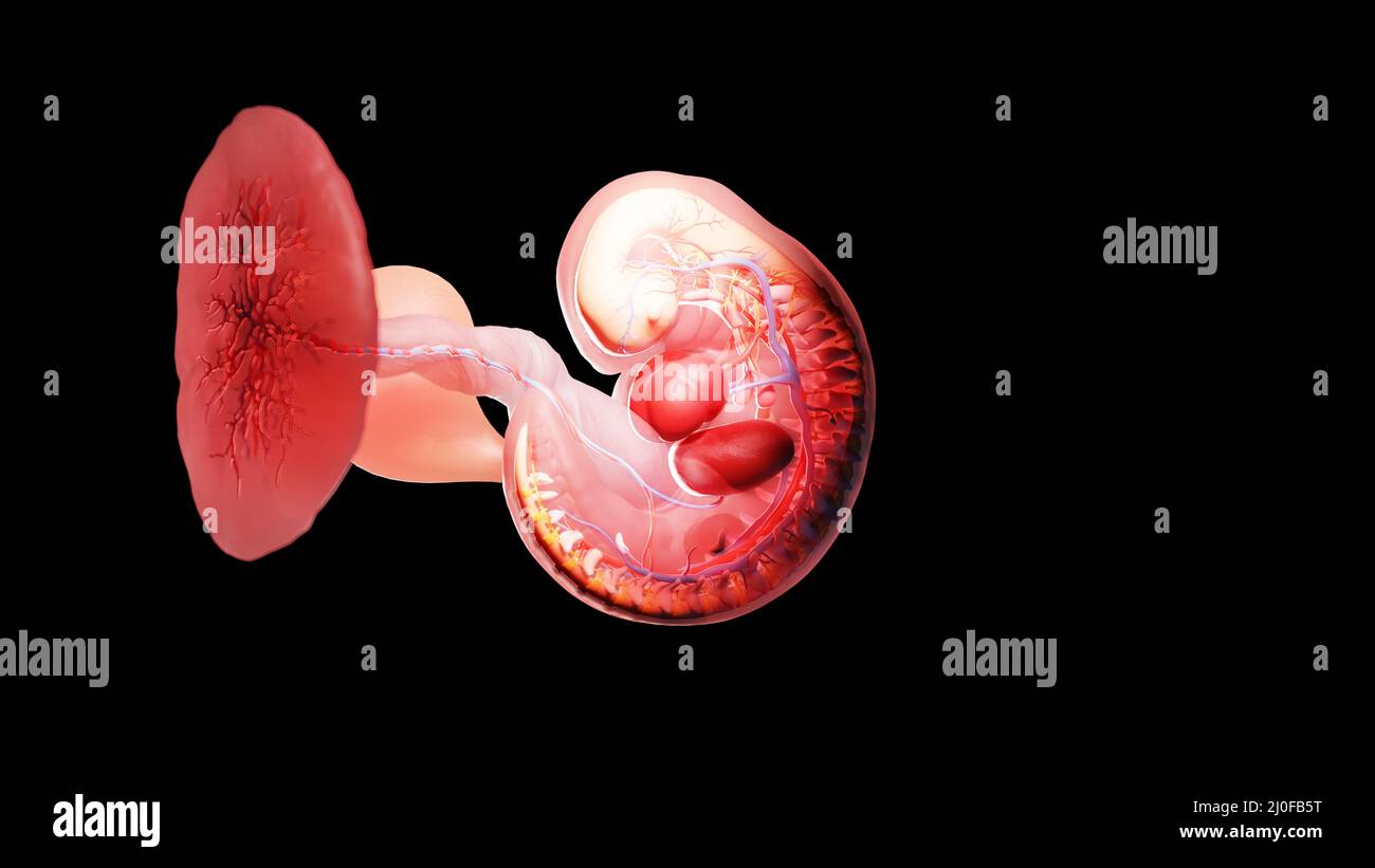 Embryo at week 5, illustration Stock Photo - Alamy