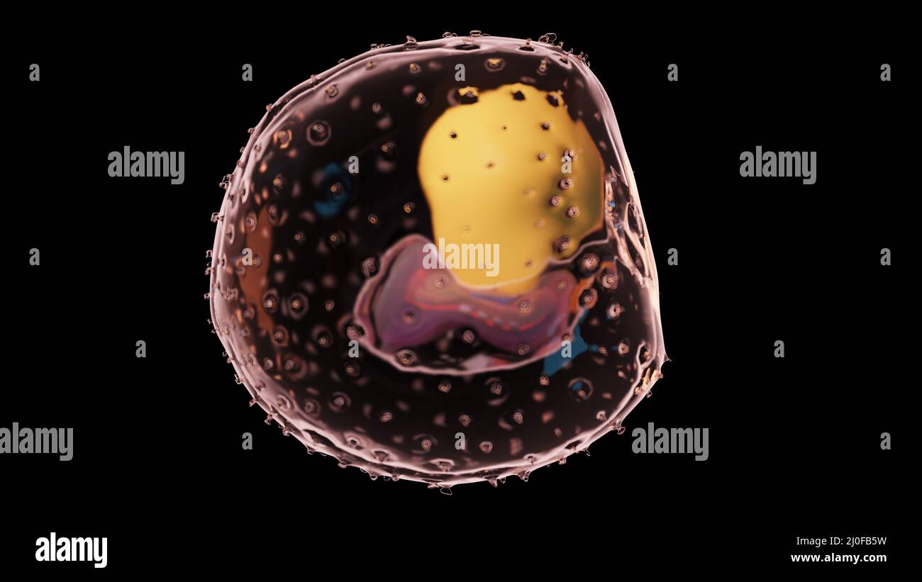 3 week embryo hi-res stock photography and images - Alamy