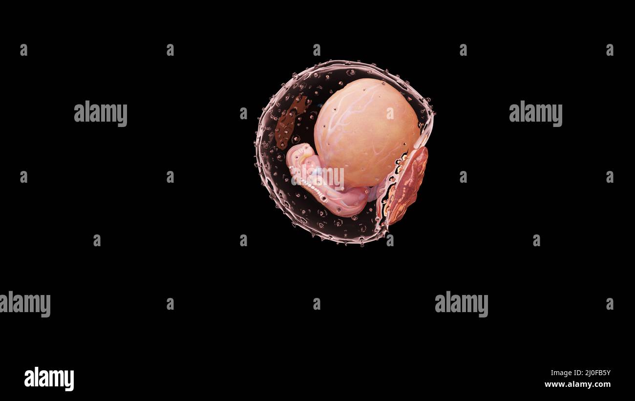 Embryo at week 4, illustration Stock Photo - Alamy