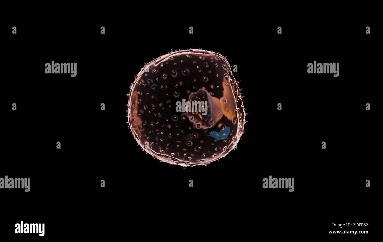 Stages of pregnancy illustration hi-res stock photography and images ...