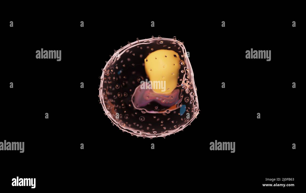 3 week embryo hi-res stock photography and images - Alamy