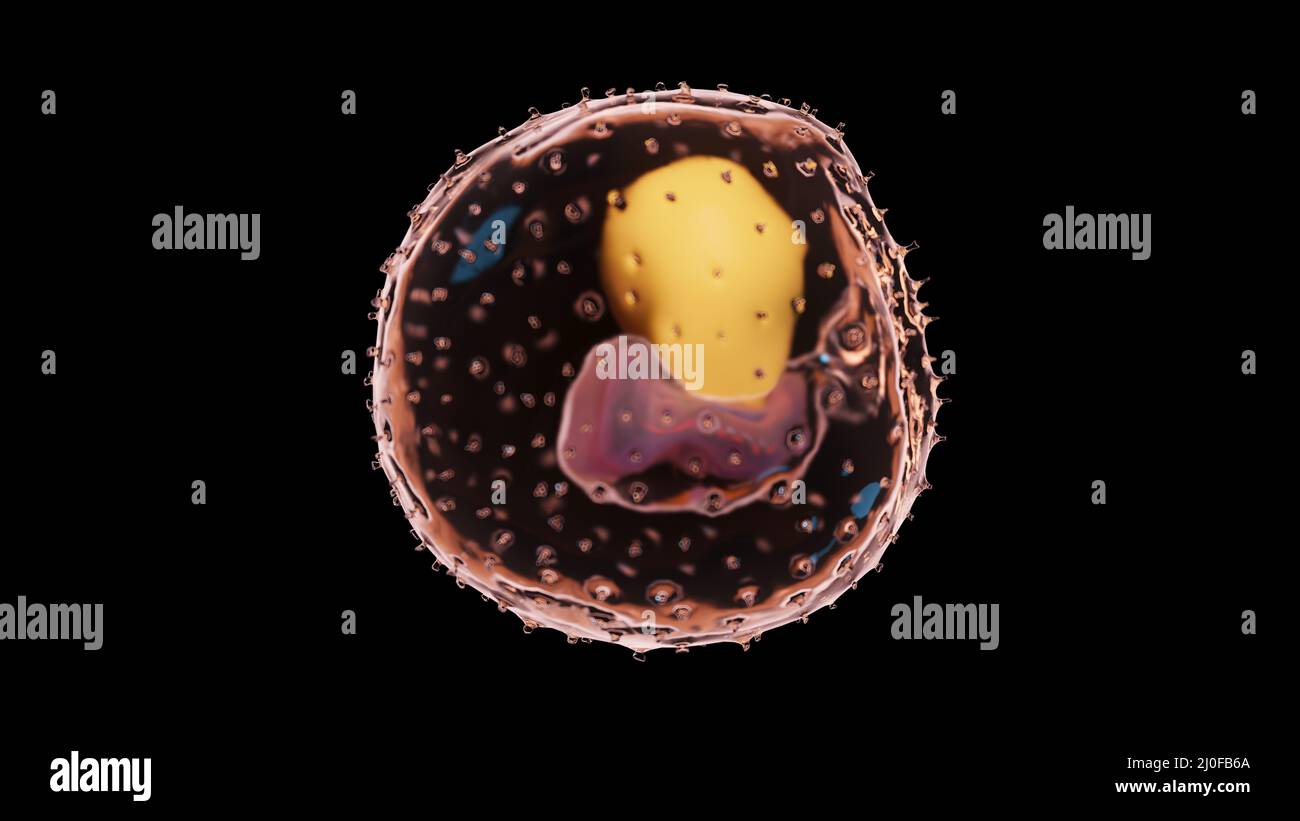 3 week embryo hi-res stock photography and images - Alamy