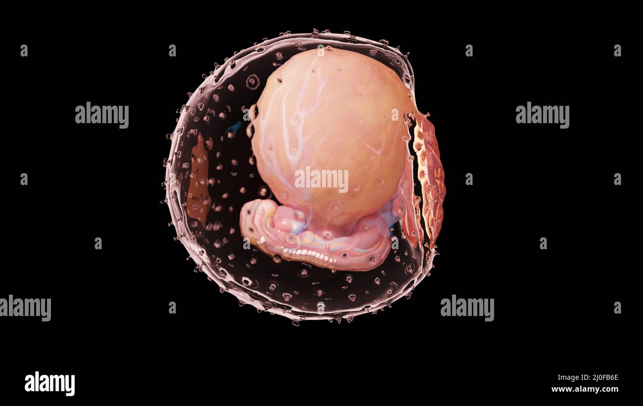 4 week human embryo hi-res stock photography and images - Alamy