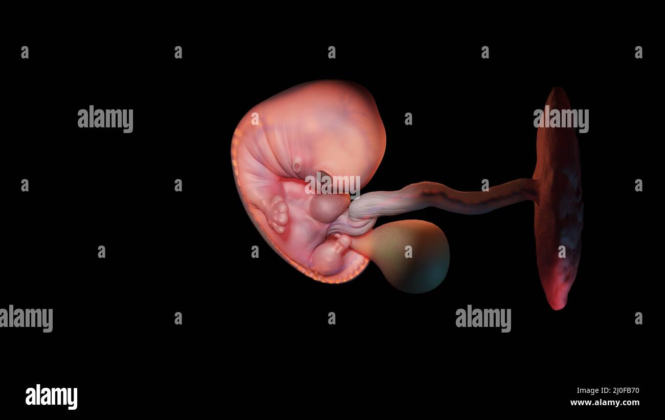 Embryo at week 7, illustration Stock Photo - Alamy