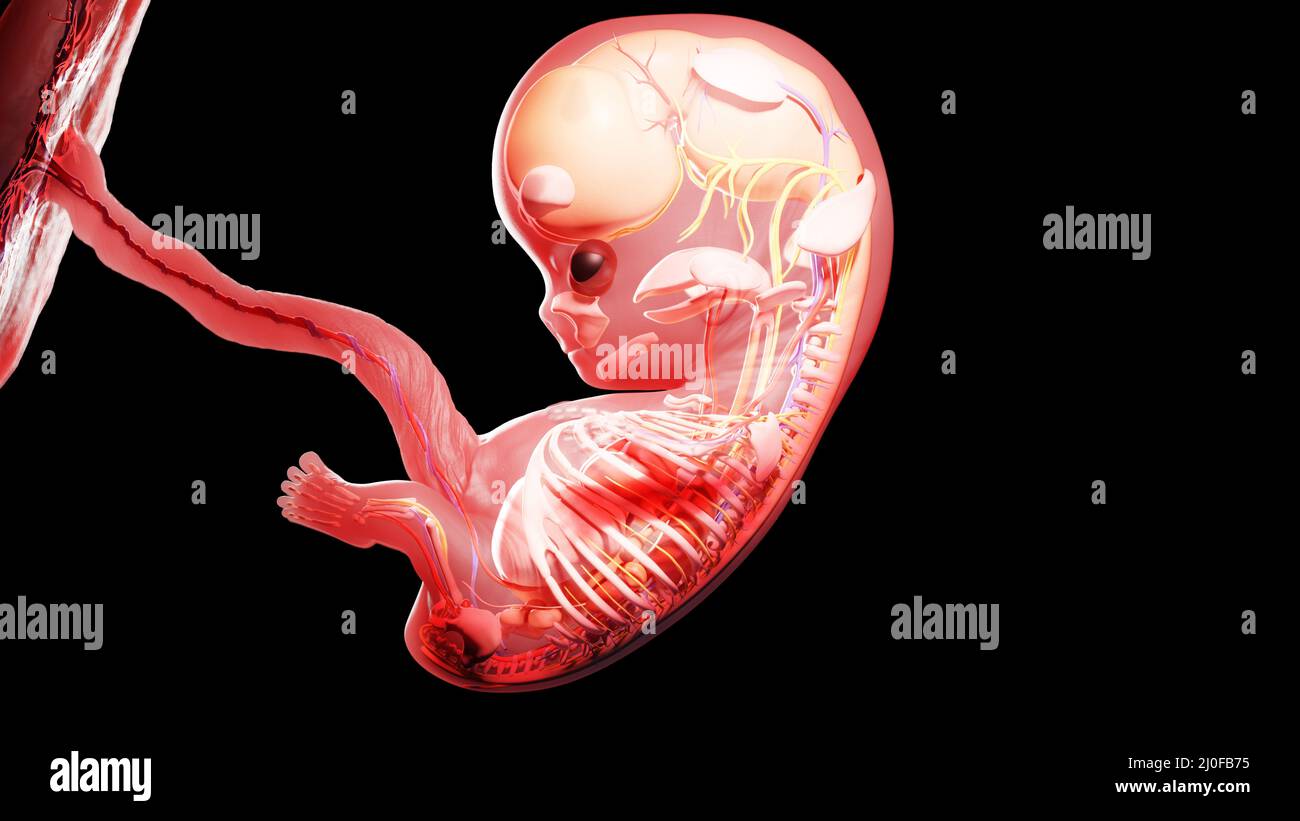 Human fetus at week 9, illustration Stock Photo - Alamy