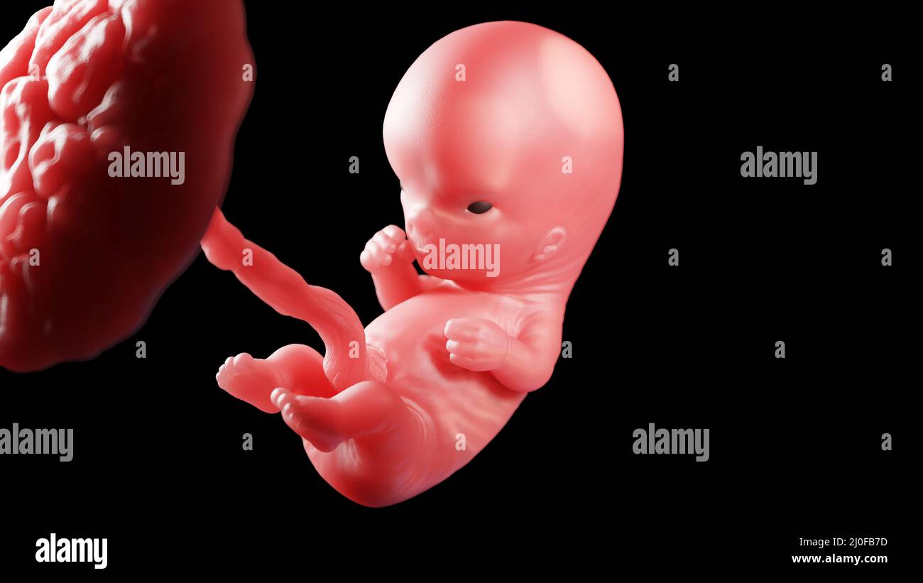 Human fetus at week 10, illustration Stock Photo - Alamy