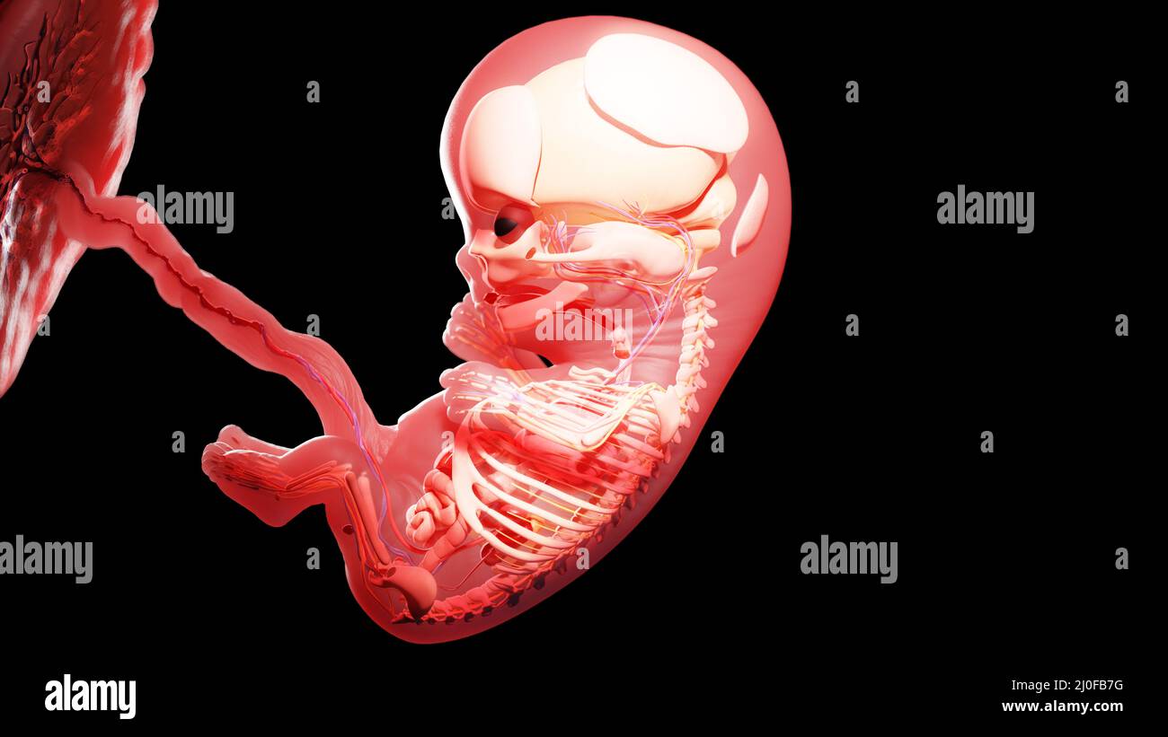 Human Fetus At 10 Weeks