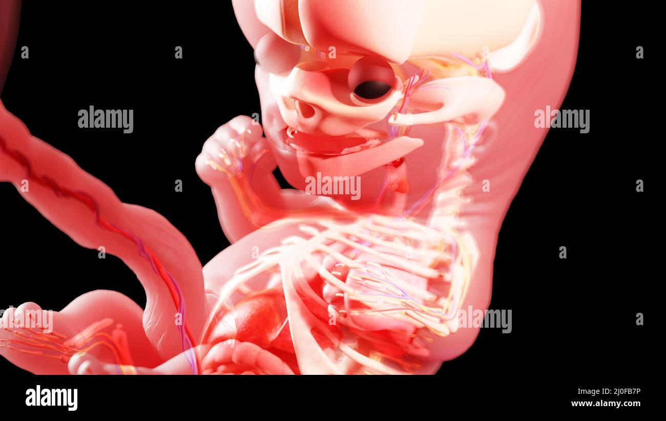 Human fetus at week 10, illustration Stock Photo - Alamy