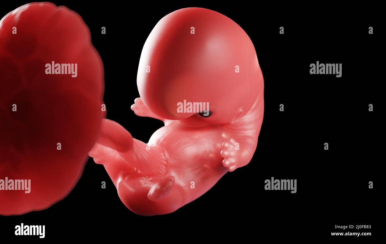 Embryo at week 8, illustration Stock Photo - Alamy