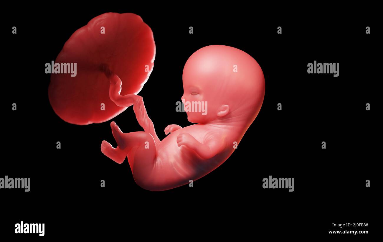 11 week fetus hi-res stock photography and images - Alamy
