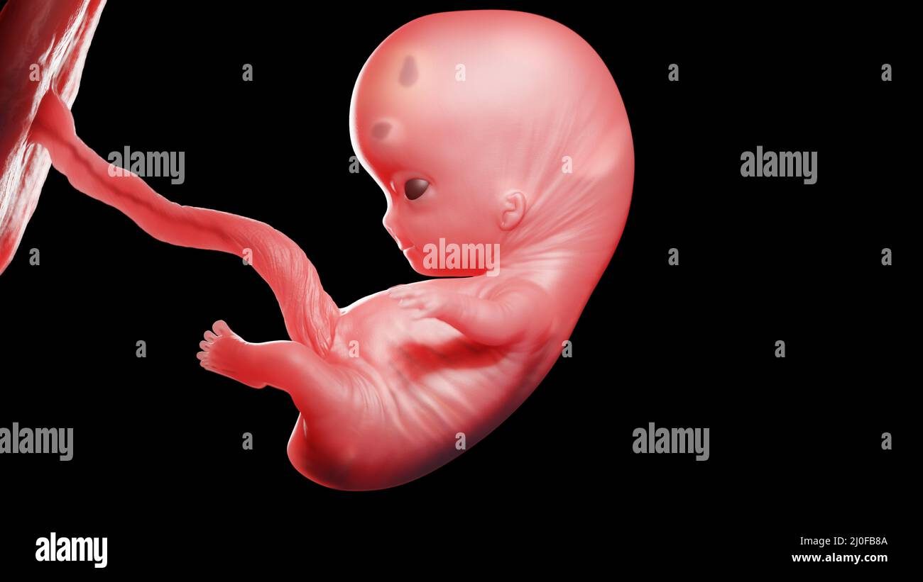 Human fetus at week 9, illustration Stock Photo - Alamy