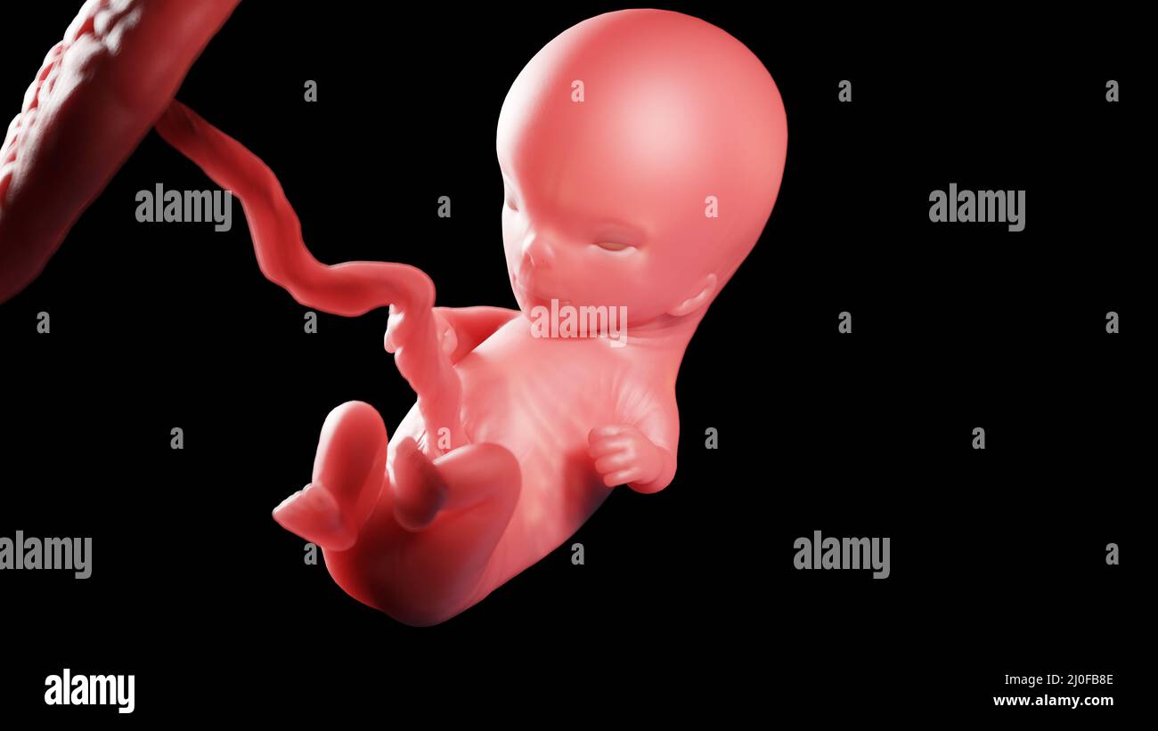 Human fetus at week 11, illustration Stock Photo - Alamy