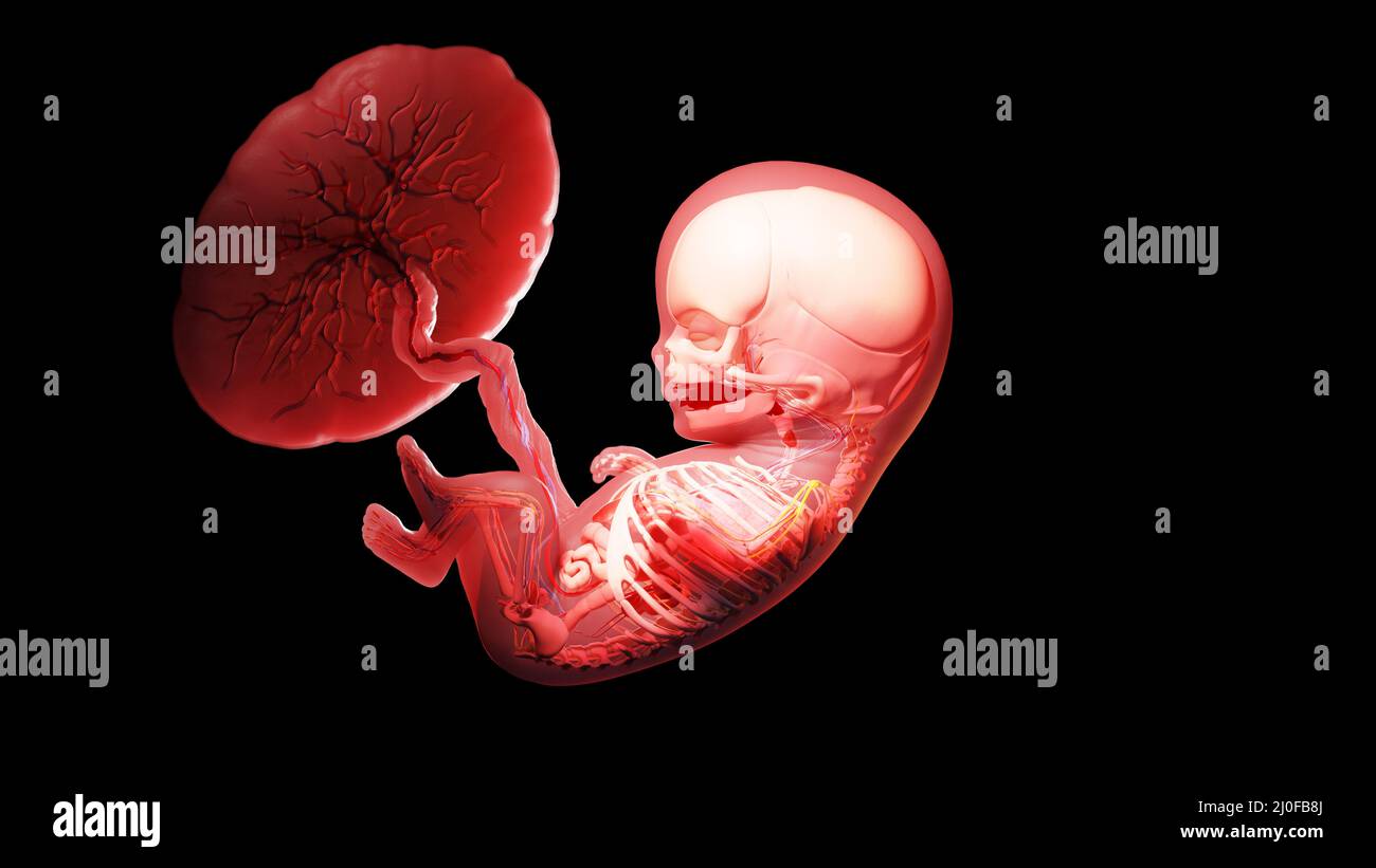 11 week fetus hi-res stock photography and images - Alamy