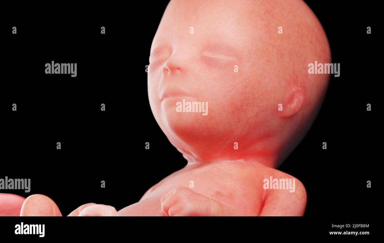 Human fetus at week 16, illustration Stock Photo - Alamy