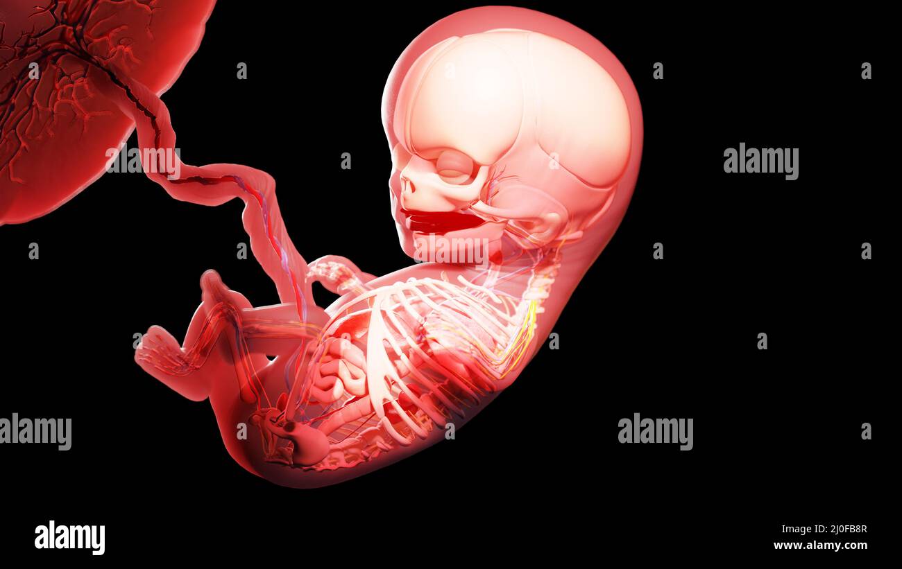 11 week fetus hi-res stock photography and images - Alamy