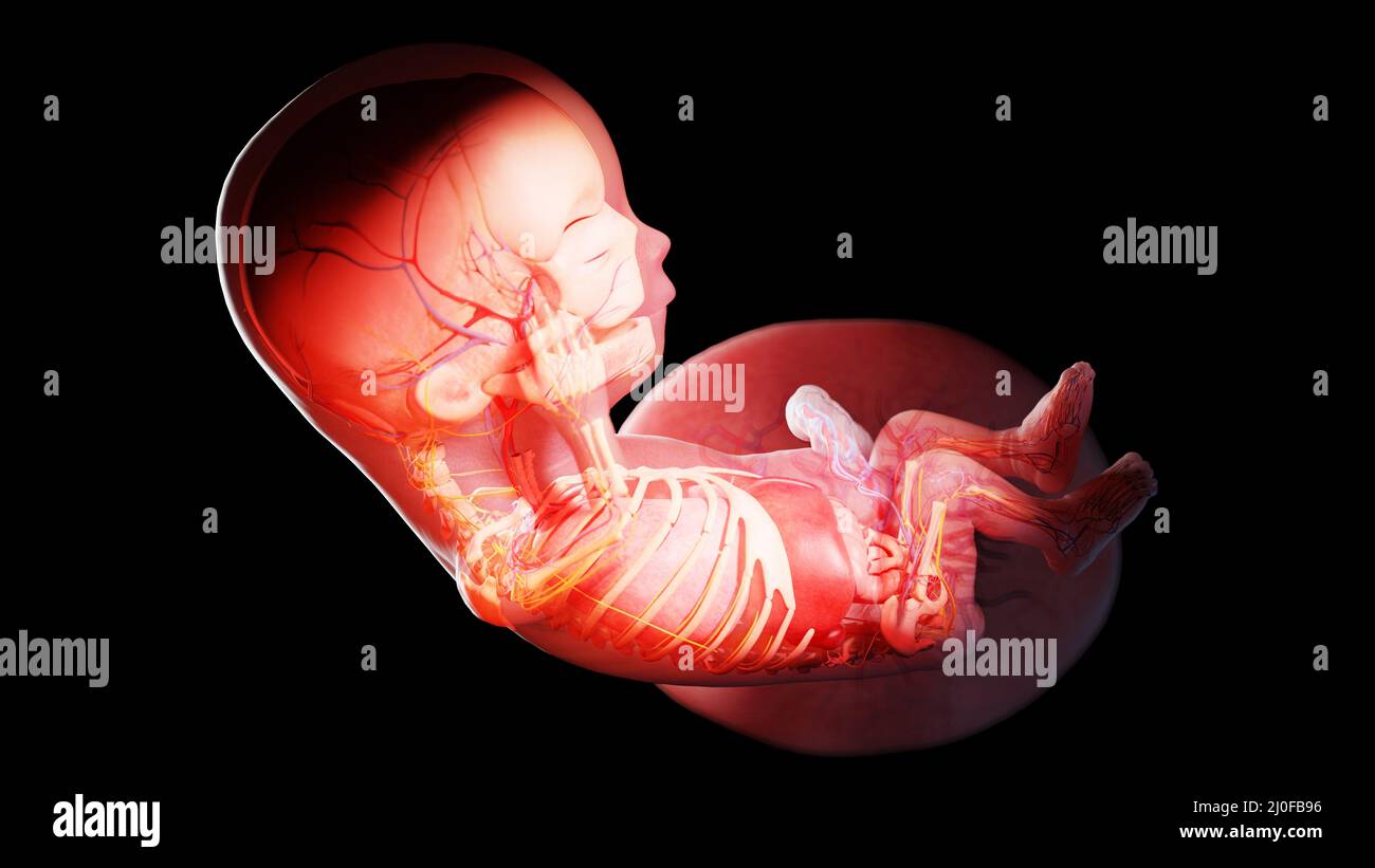 Human fetus at week 13, illustration Stock Photo - Alamy