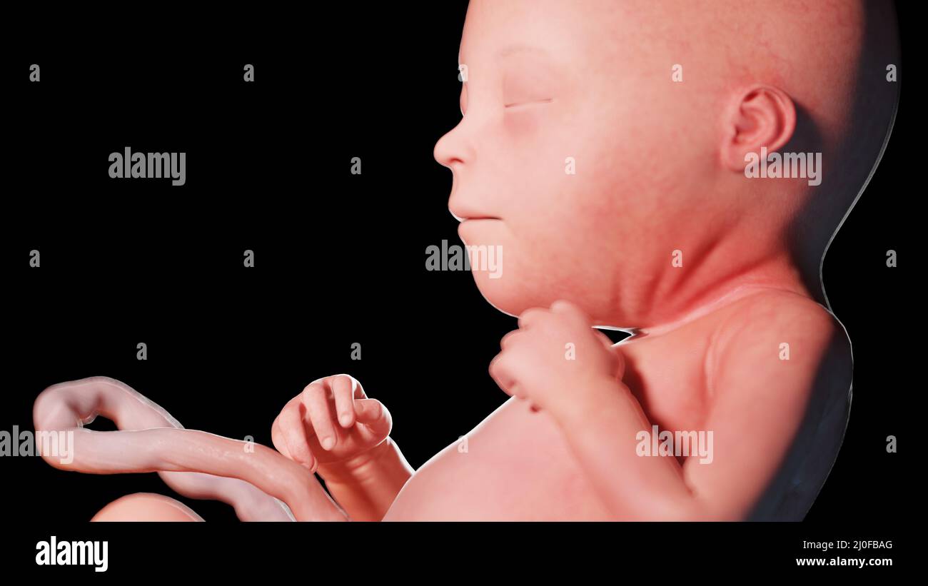 22 week fetus hi-res stock photography and images - Alamy