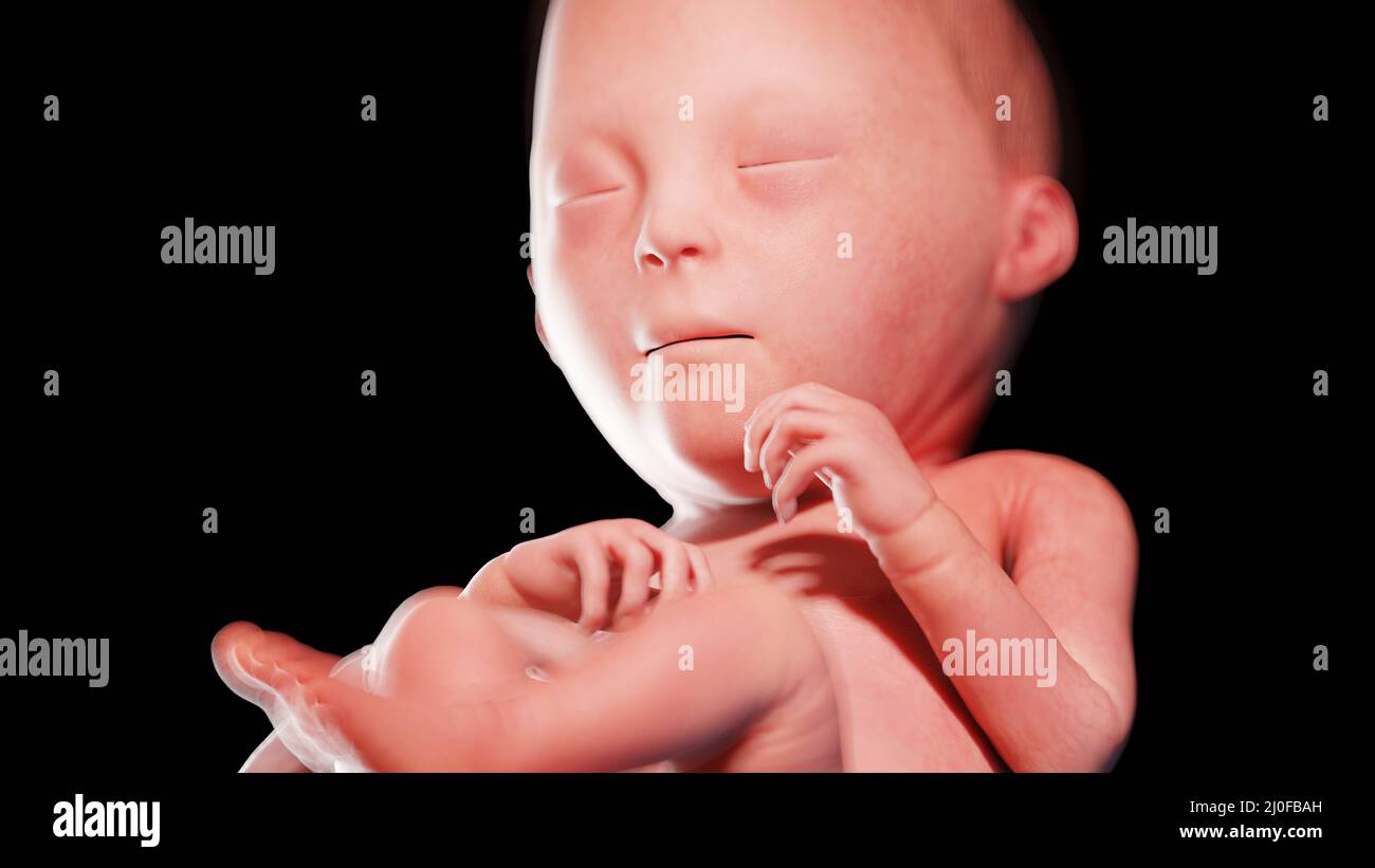 Human fetus at week 23, illustration Stock Photo - Alamy